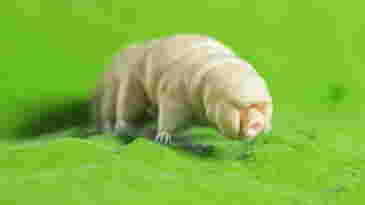 Animaux albinos : un animal peut-il souffrir de cette maladie ? - Geo.fr