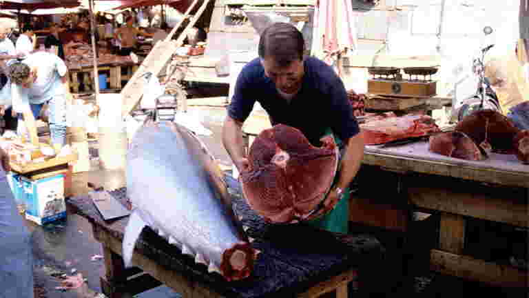 A Brest, un thon rouge de 247,8 kg devient le plus gros poisson jamais ...