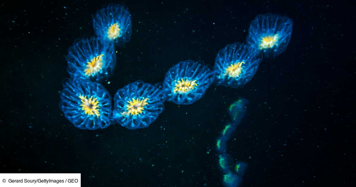 Le plancton: un organisme menacé et pourtant essentiel à notre survie ...