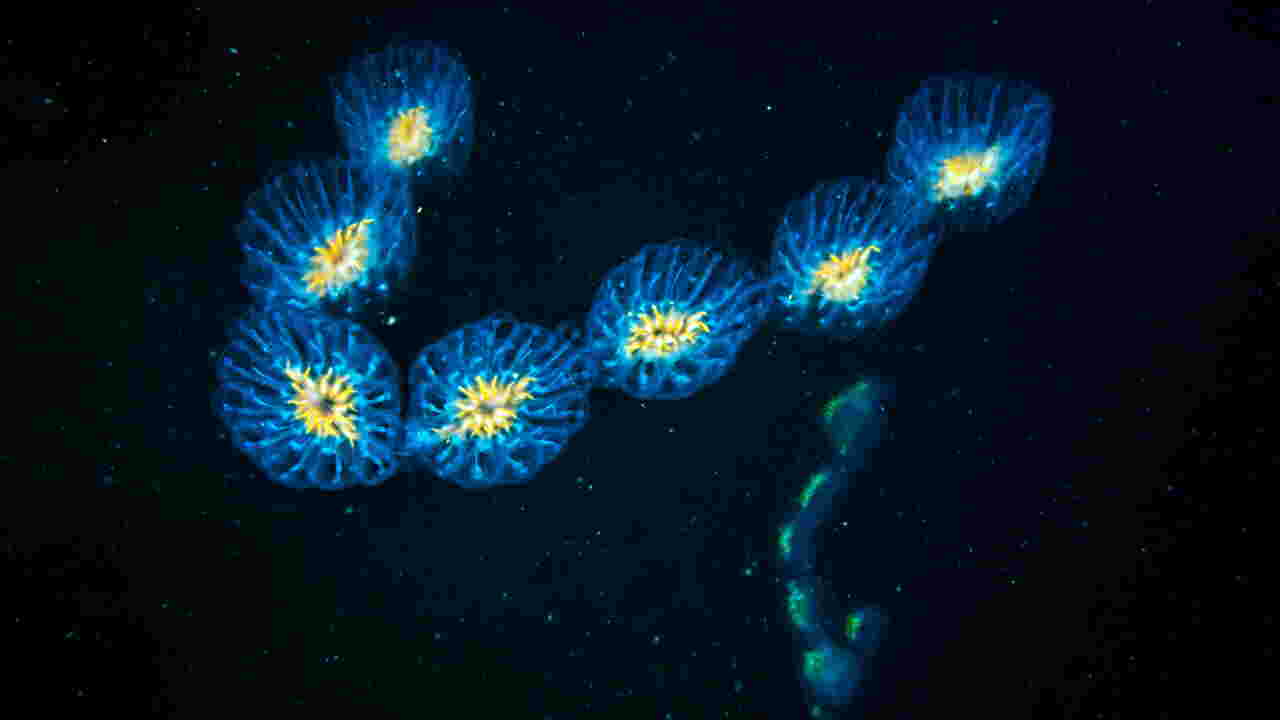 Le plancton: un organisme menacé et pourtant essentiel à notre survie ...