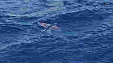 Quelles sont les particularités du poisson-chirurgien ? - Geo.fr