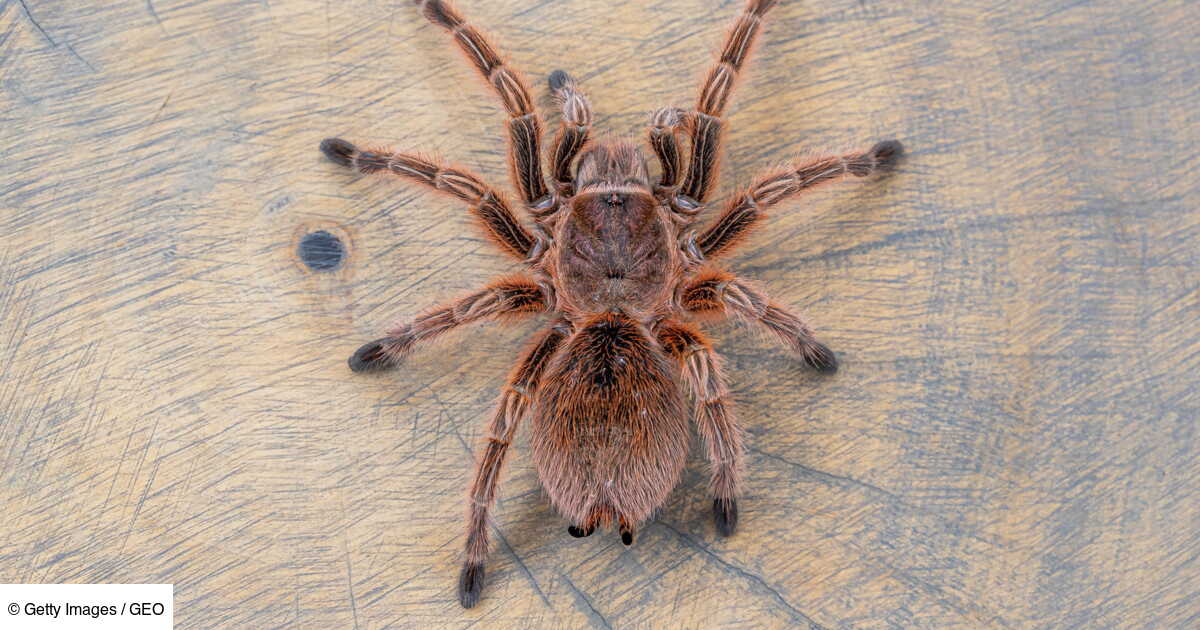 Mygales en France : les espèces présentes dans l’Hexagone - Geo.fr