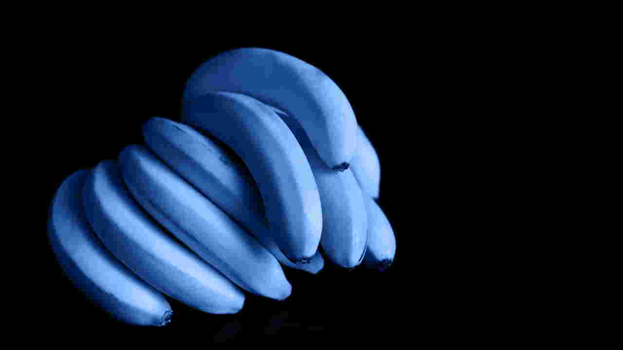 La Blue Java : une étrange banane bleue au goût de glace à la vanille ...