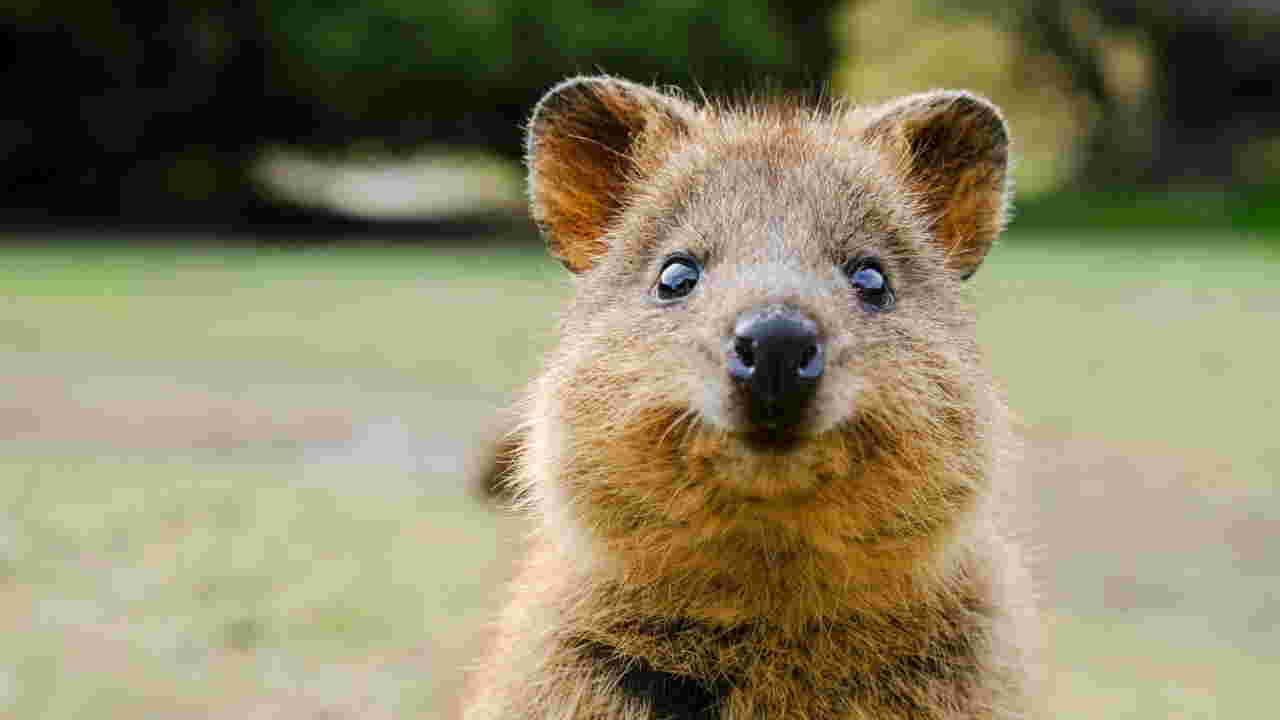Qui est le quokka, surnommé "l'animal le plus heureux du monde" ? - Geo.fr