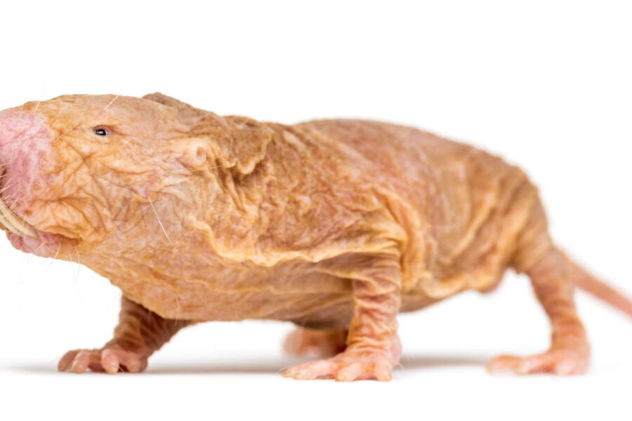 Quels sont les animaux les plus moches du monde ? - GEO