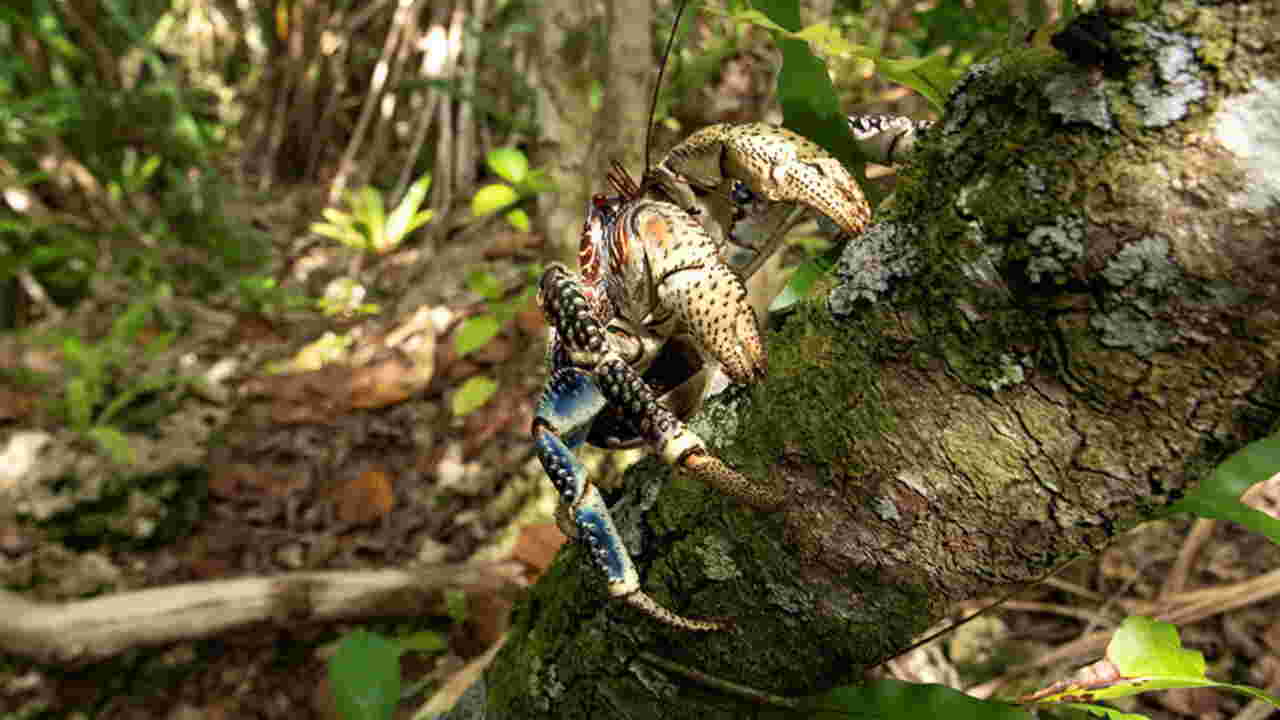 À Makatea, sur la piste du kaveu, le "crabe géant de cocotier" - Geo.fr