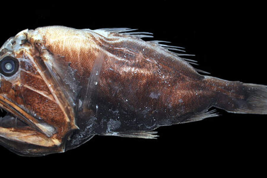 Quels sont les animaux les plus effrayants du monde ? - GEO