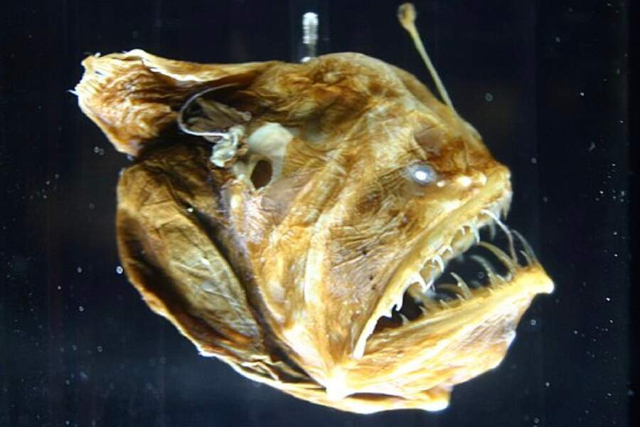 Quels sont les animaux les plus effrayants du monde ? - GEO