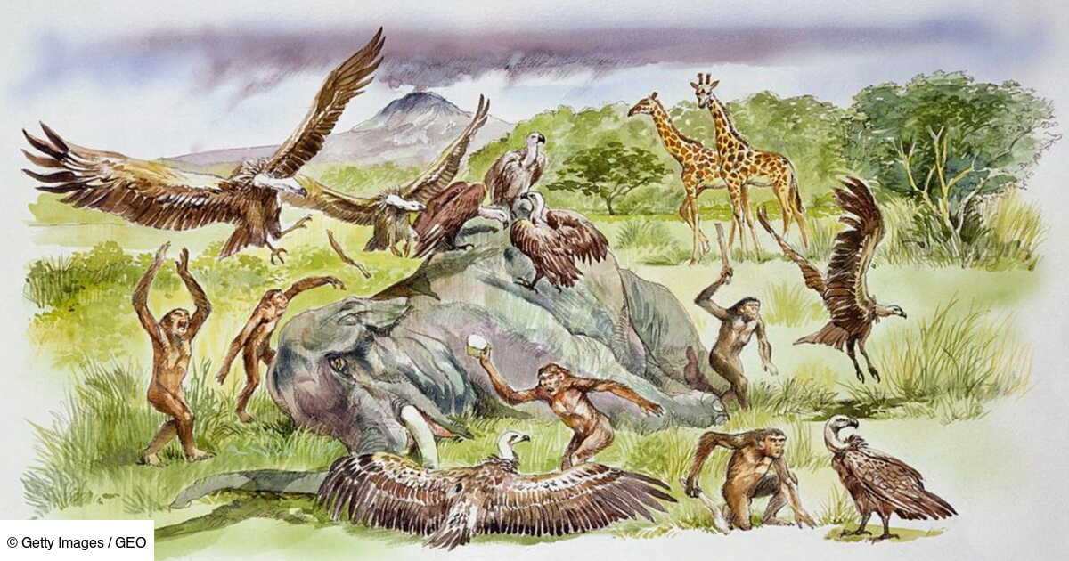À quoi ressemblait la vie des australopithèques ? - Geo.fr