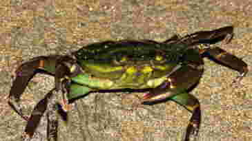 Des carapaces de crabe pour fabriquer des batteries renouvelables ...