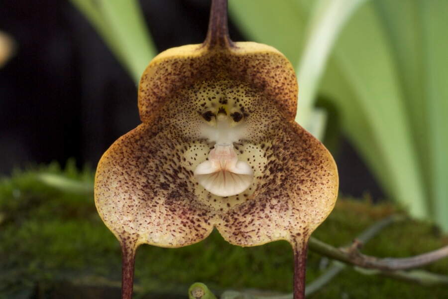 A quel animal ou posture vous fait penser cette orchidée ? - GEO