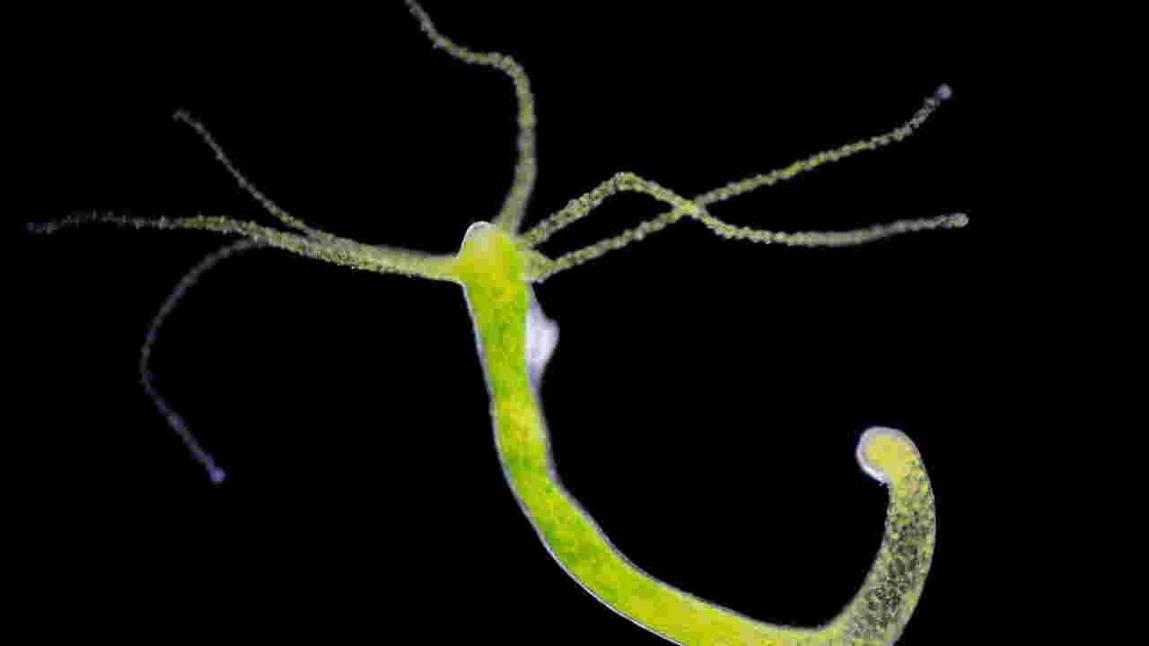 Qui est l’hydre, cette créature capable de se faire pousser de ...