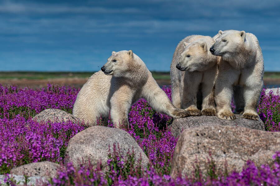Martin Gregus, photographe en immersion avec l’Ursus maritimus. - GEO