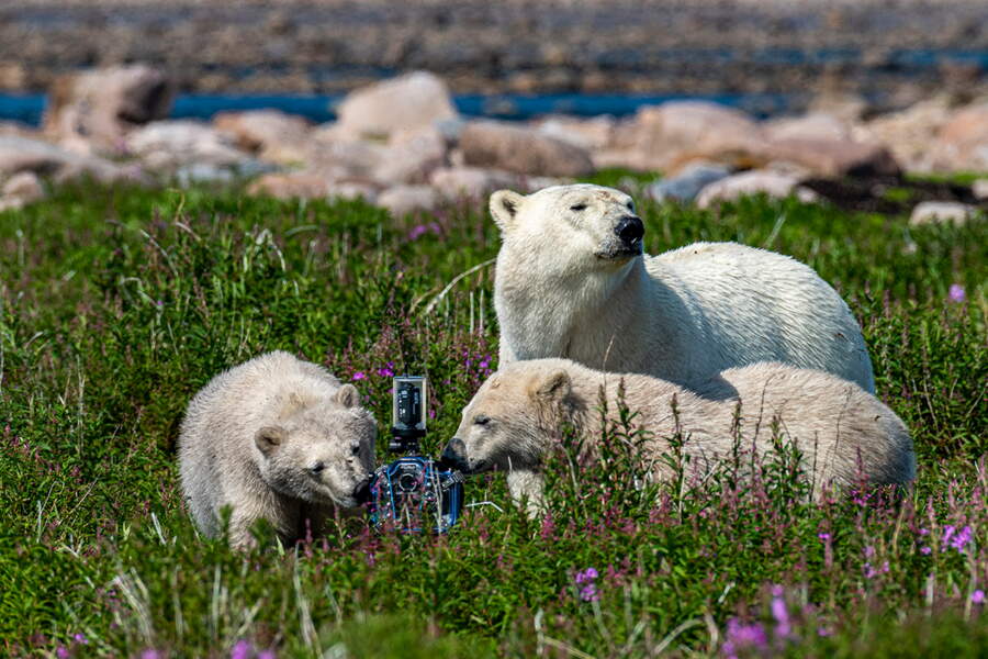 Martin Gregus, photographe en immersion avec l’Ursus maritimus. - GEO