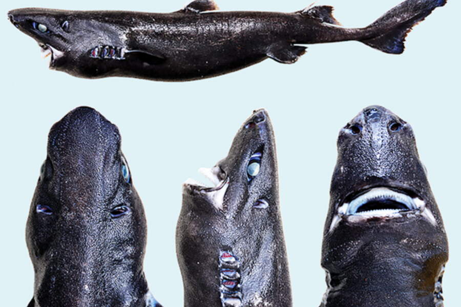 10 espèces de requins aux physiques et capacités étranges - GEO