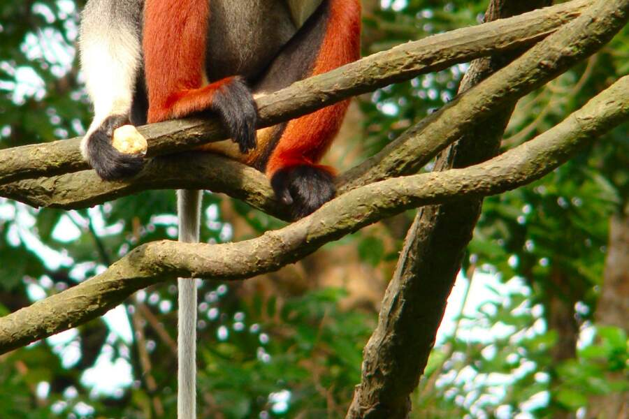 Les 10 singes les plus incroyables et étonnants - GEO Les 10 singes les plus incroyables et étonnants - GEO