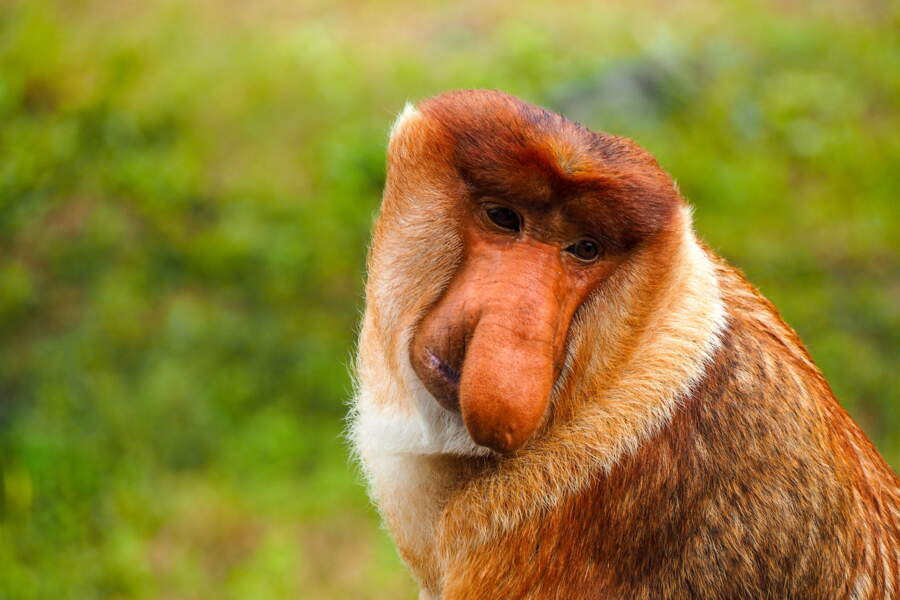 Les 10 singes les plus incroyables et étonnants - GEO