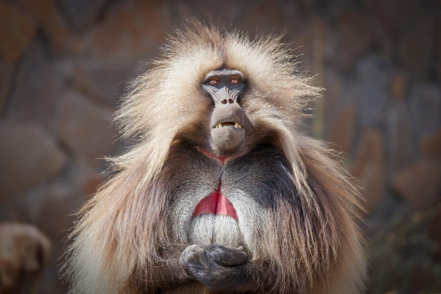 Les 10 singes les plus incroyables et étonnants - GEO