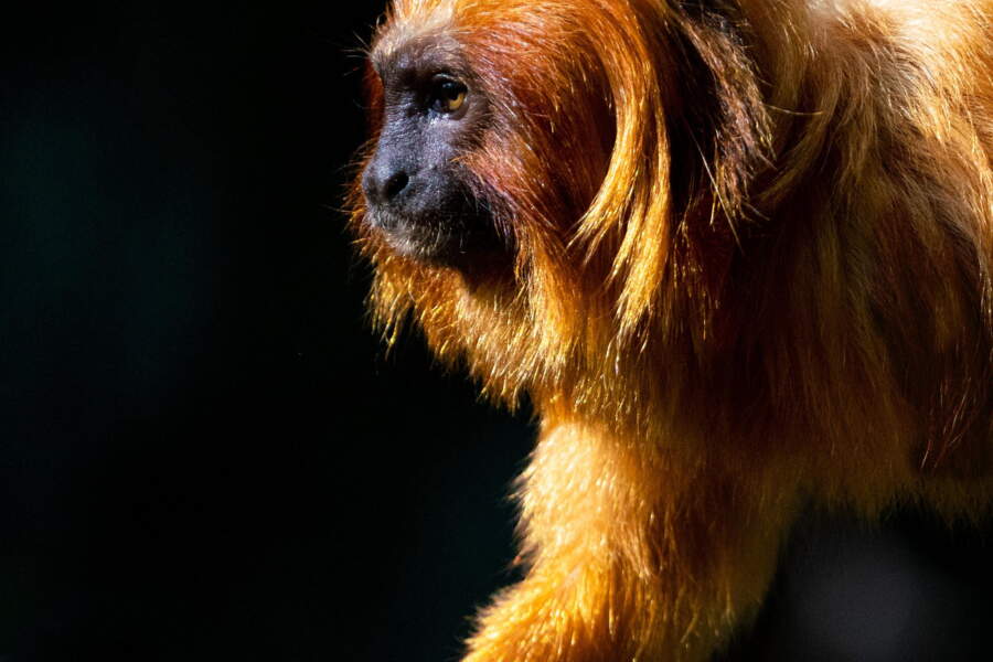 Les 10 singes les plus incroyables et étonnants - GEO