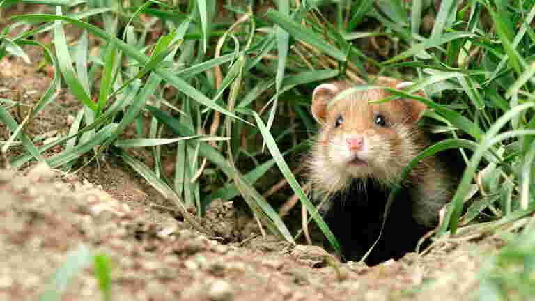 Dans le Haut-Rhin, une pouponnière pour sauver le grand hamster d ...