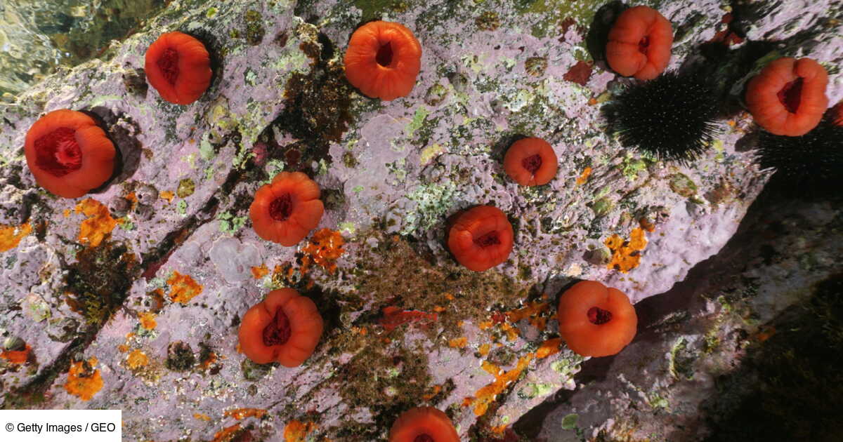 Actinie rouge : qui est cette drôle d’anémone surnommée la tomate de ...