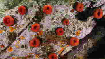 Pourquoi la mer Rouge s'appelle-t-elle ainsi ? - Geo.fr