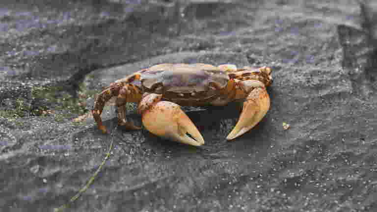À Makatea, sur la piste du kaveu, le "crabe géant de cocotier" - Geo.fr