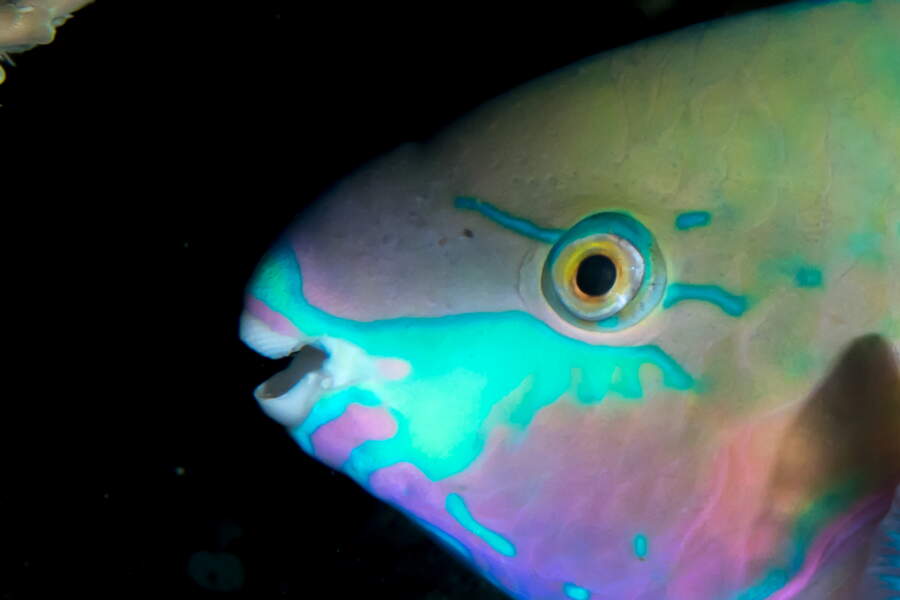 Les 10 poissons les plus étranges et fascinants - GEO