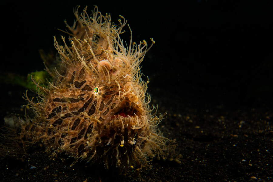 Les 10 poissons les plus étranges et fascinants - GEO