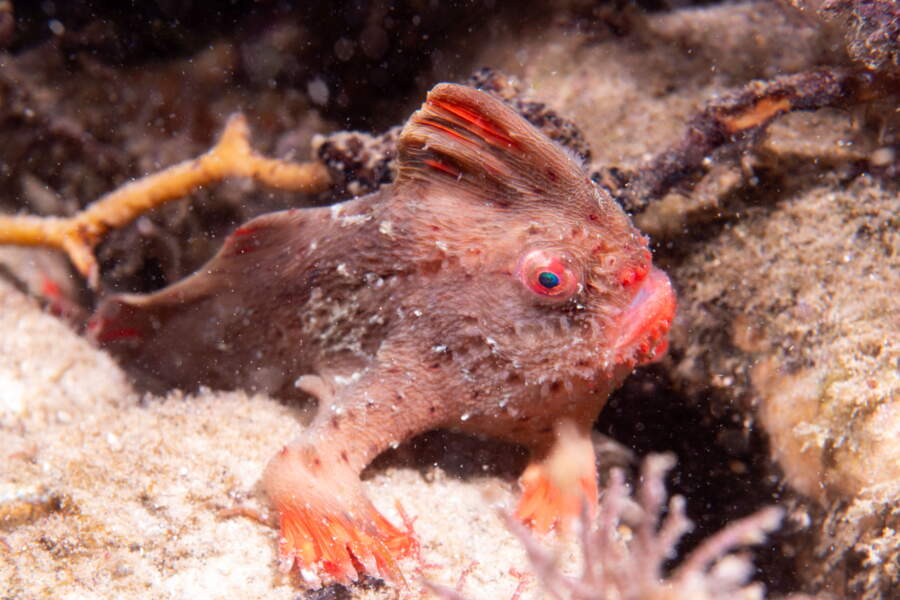 Les 10 poissons les plus étranges et fascinants - GEO