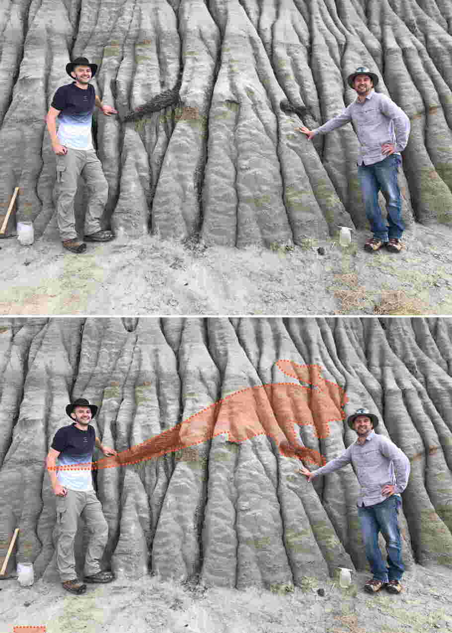 Des paléontologues découvrent un rare squelette d'hadrosaure avec de la ...