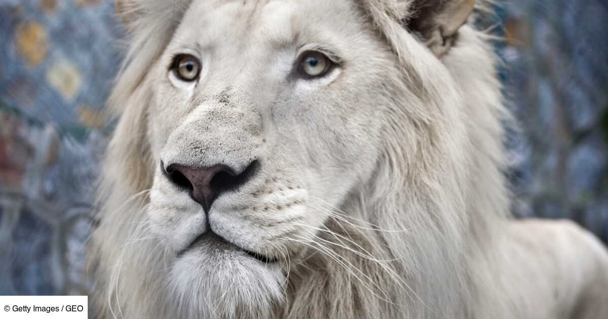 Animaux albinos : un animal peut-il souffrir de cette maladie ? - Geo.fr