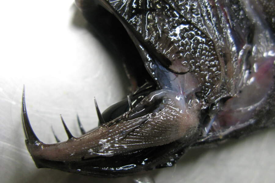 Les 10 poissons les plus étranges et fascinants - GEO