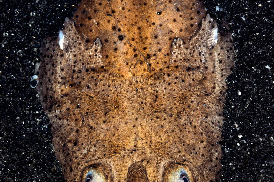 Les 10 poissons les plus étranges et fascinants - GEO