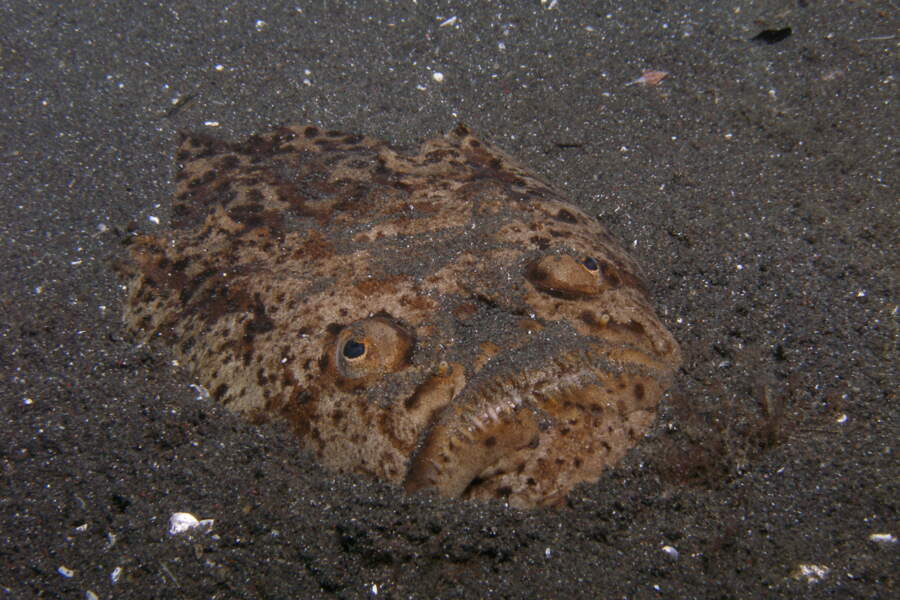 Les 10 poissons les plus étranges et fascinants - GEO