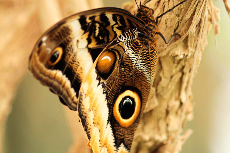 Les papillons les plus magnifiques, colorés et surprenants - GEO