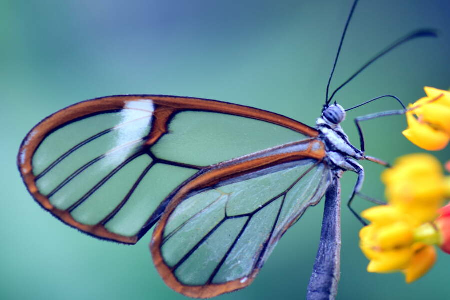 Les papillons les plus magnifiques, colorés et surprenants - GEO