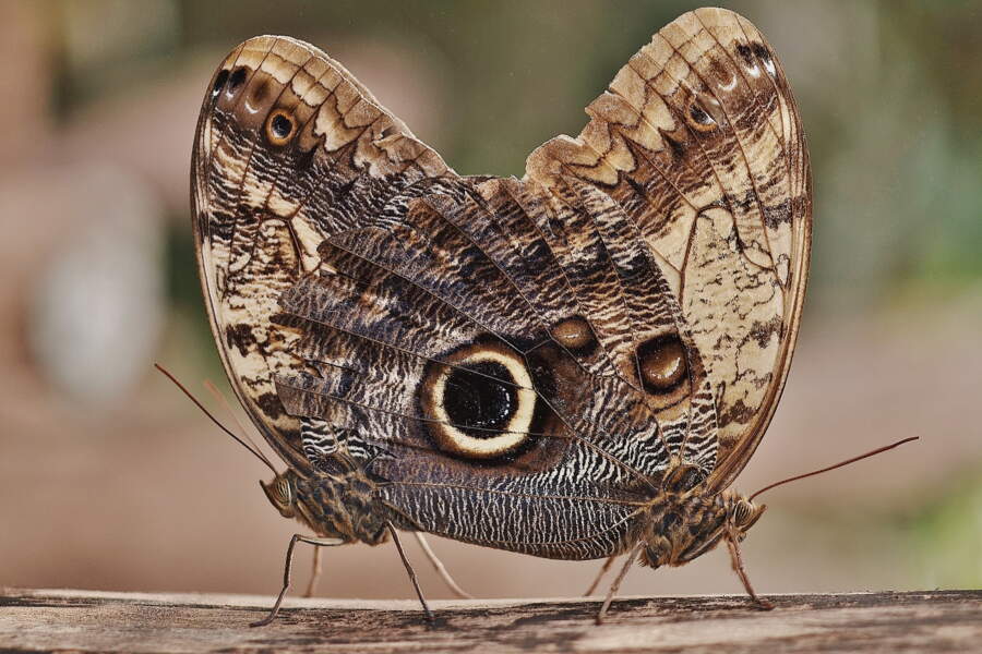 Les papillons les plus magnifiques, colorés et surprenants - GEO
