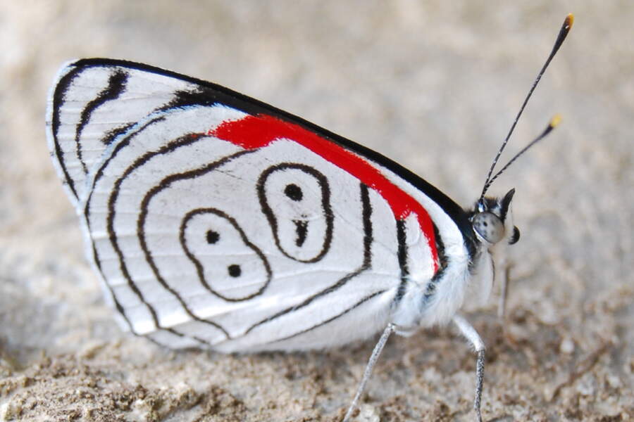 Les papillons les plus magnifiques, colorés et surprenants - GEO