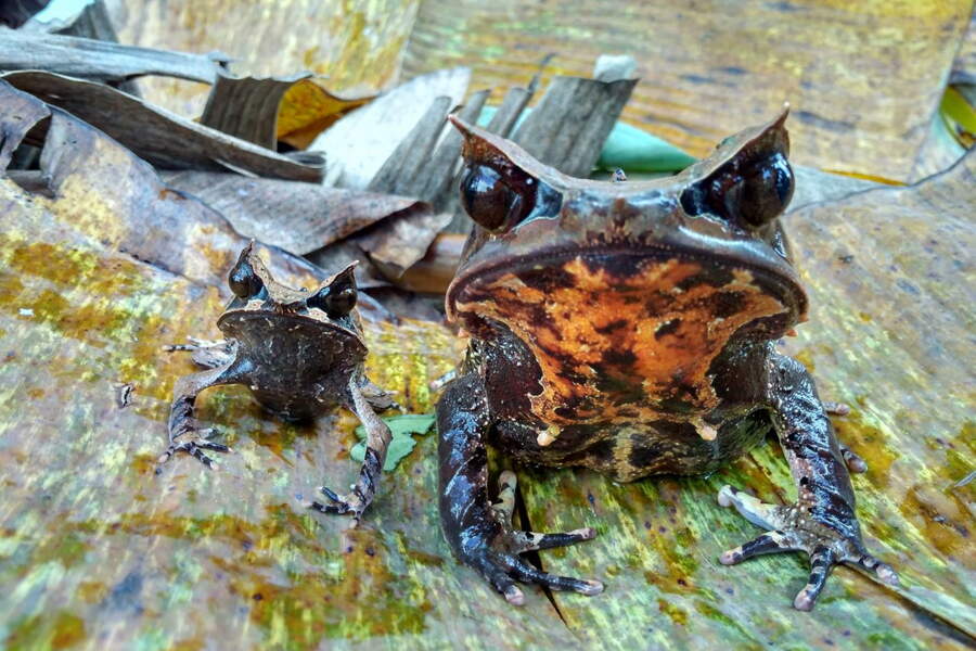 Les grenouilles les plus belles et les plus étranges - GEO
