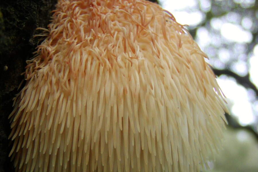 Les champignons les plus étranges et précieux - GEO