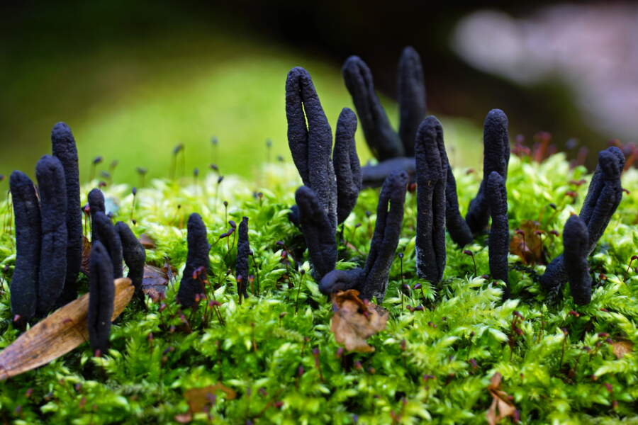 Les champignons les plus étranges et précieux - GEO