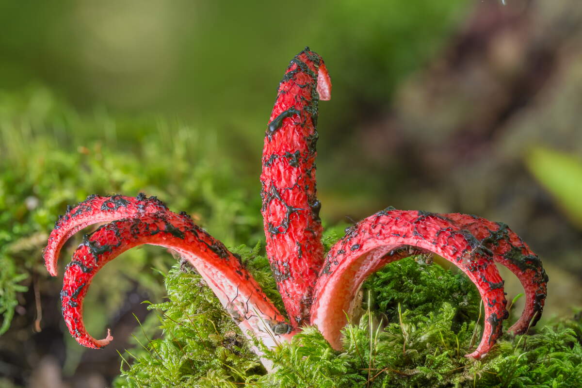 Les champignons les plus étranges et précieux - GEO