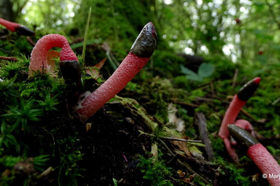 Les champignons les plus étranges et précieux - GEO