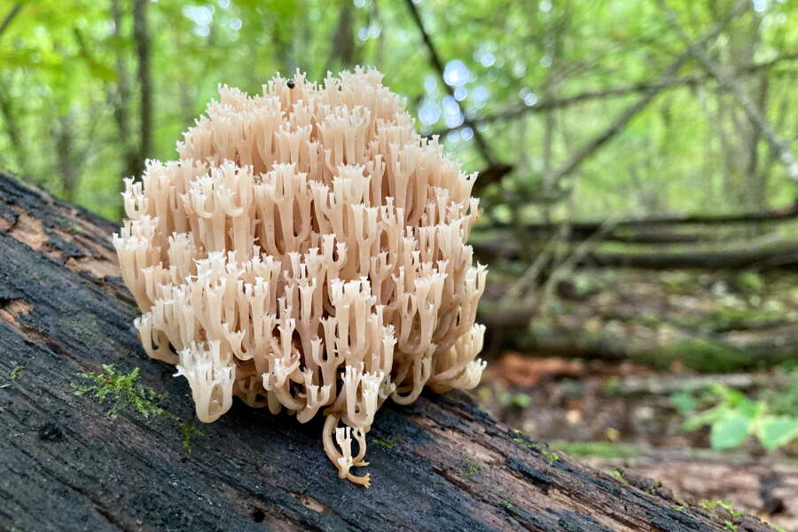 Les champignons les plus étranges et précieux - GEO