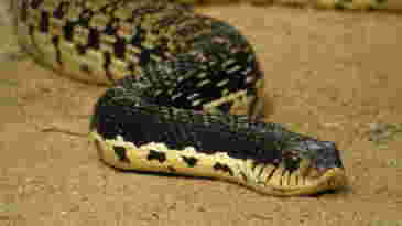 Un archipel indonésien comprenant une centaine d'îles mis aux enchères ...