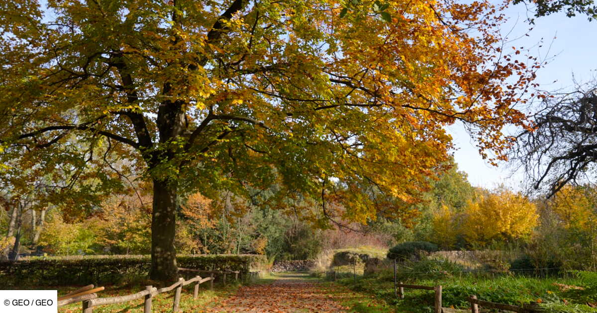 Comment les arbres se reproduisent-ils ? - Geo.fr
