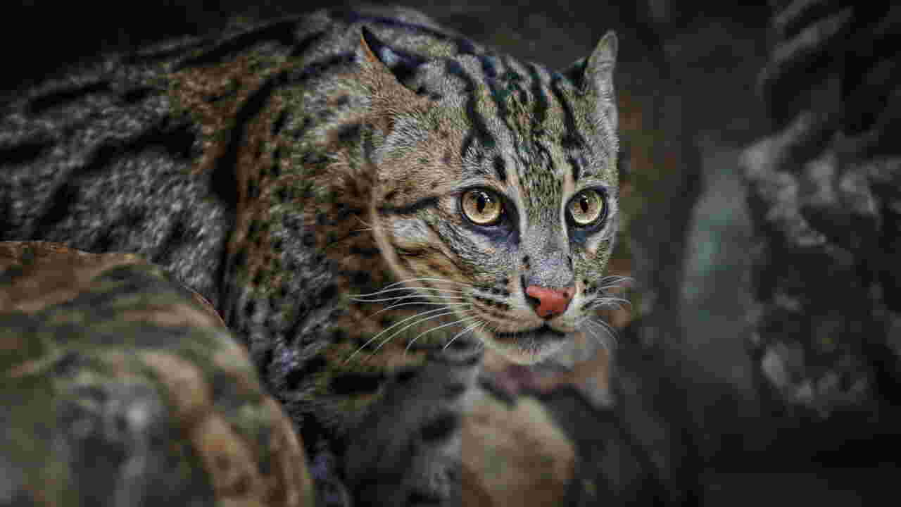 Quelles sont les particularités du chat viverrin dit "chat pêcheur ...