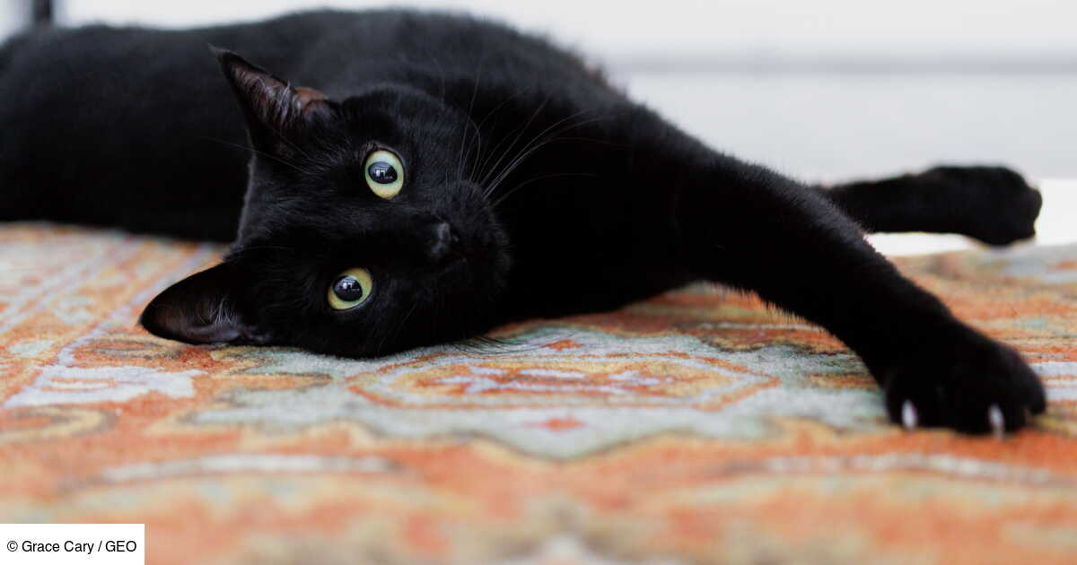 D'où vient la mauvaise réputation des chats noirs ? - Geo.fr