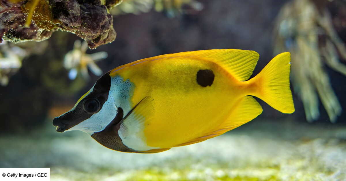 Qui est le poisson-lapin et pourquoi est-il surnommé ainsi ? - Geo.fr
